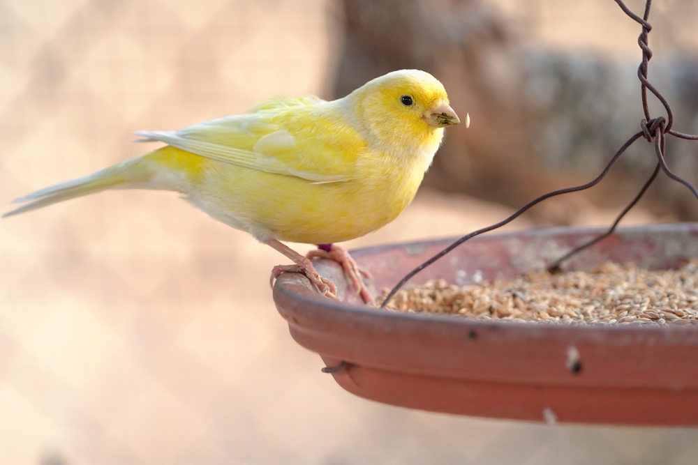 Sending in "tougher canaries" won't fix the problem of physician well-being