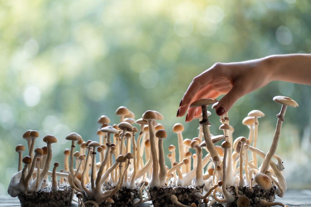 The long strange trip of psychedelic drugs